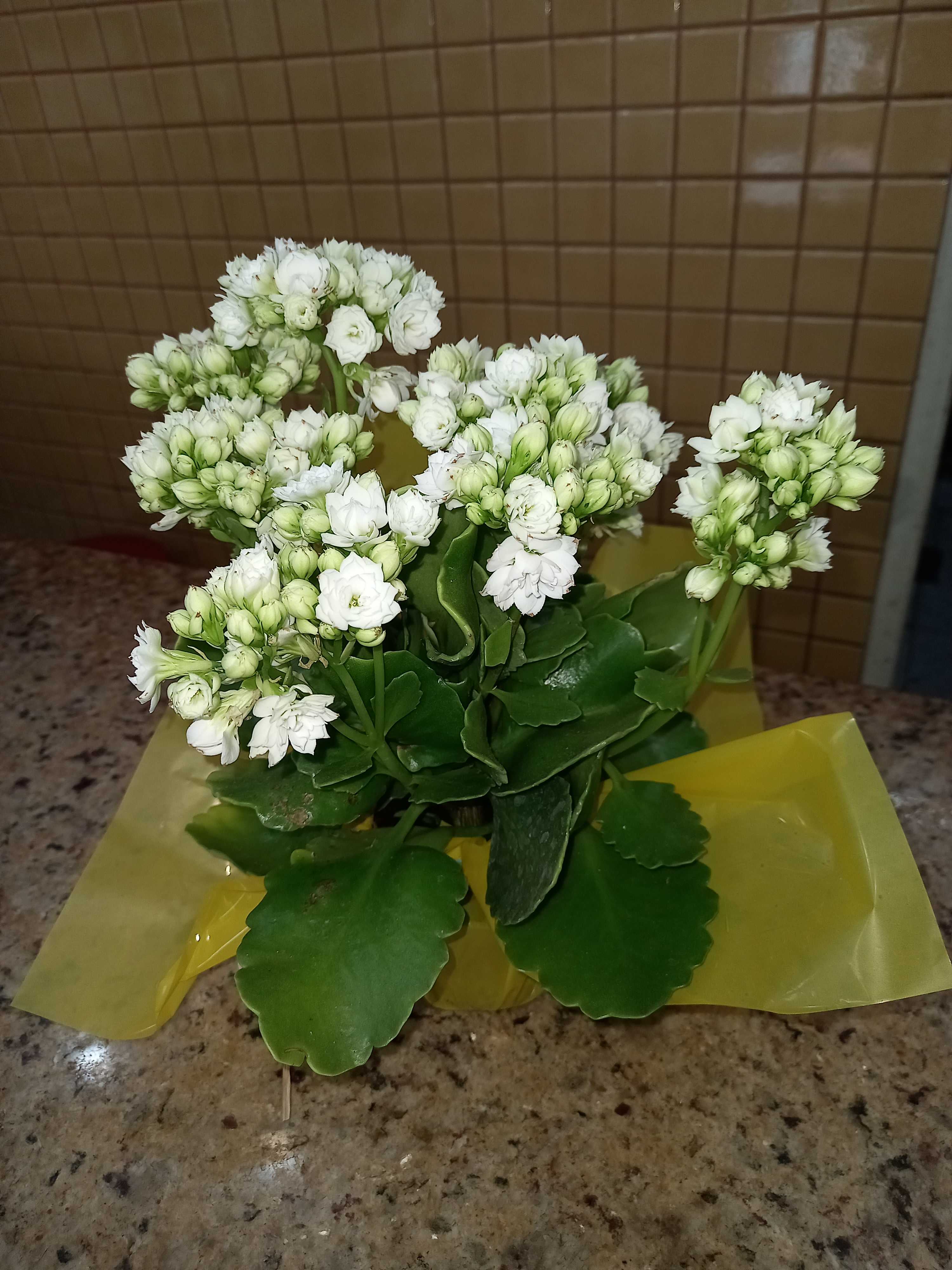 Flores Plantadas: margaridas, violetas e mais | Isabela Flores