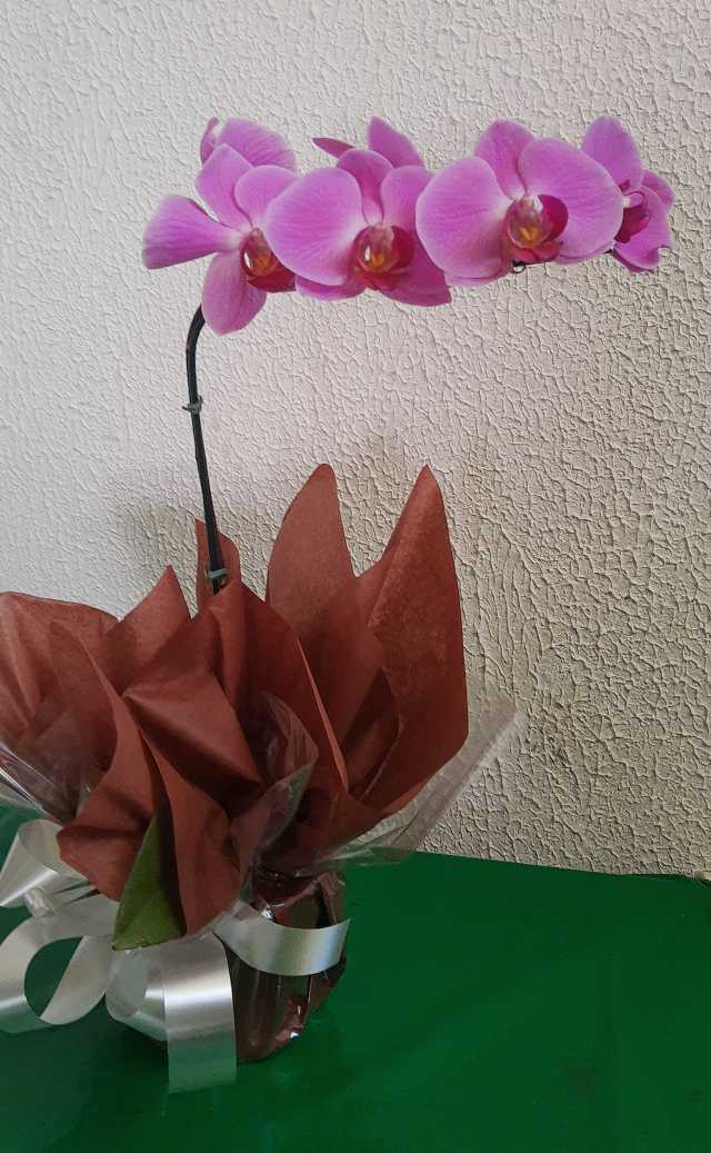 Floricultura em Esmeraldas: flores online | Isabela Flores